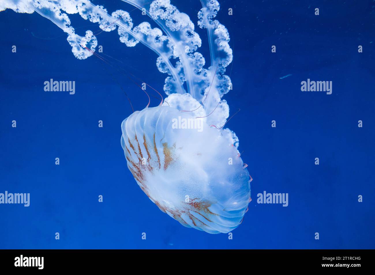 Sea Nettle jellyfish (Chrysaora quinquecirrha), a common jellyfish in ...