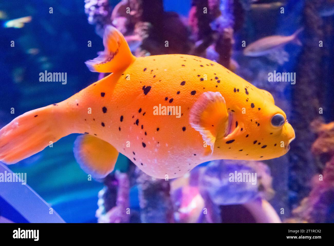 Golden puffer hi-res stock photography and images - Alamy