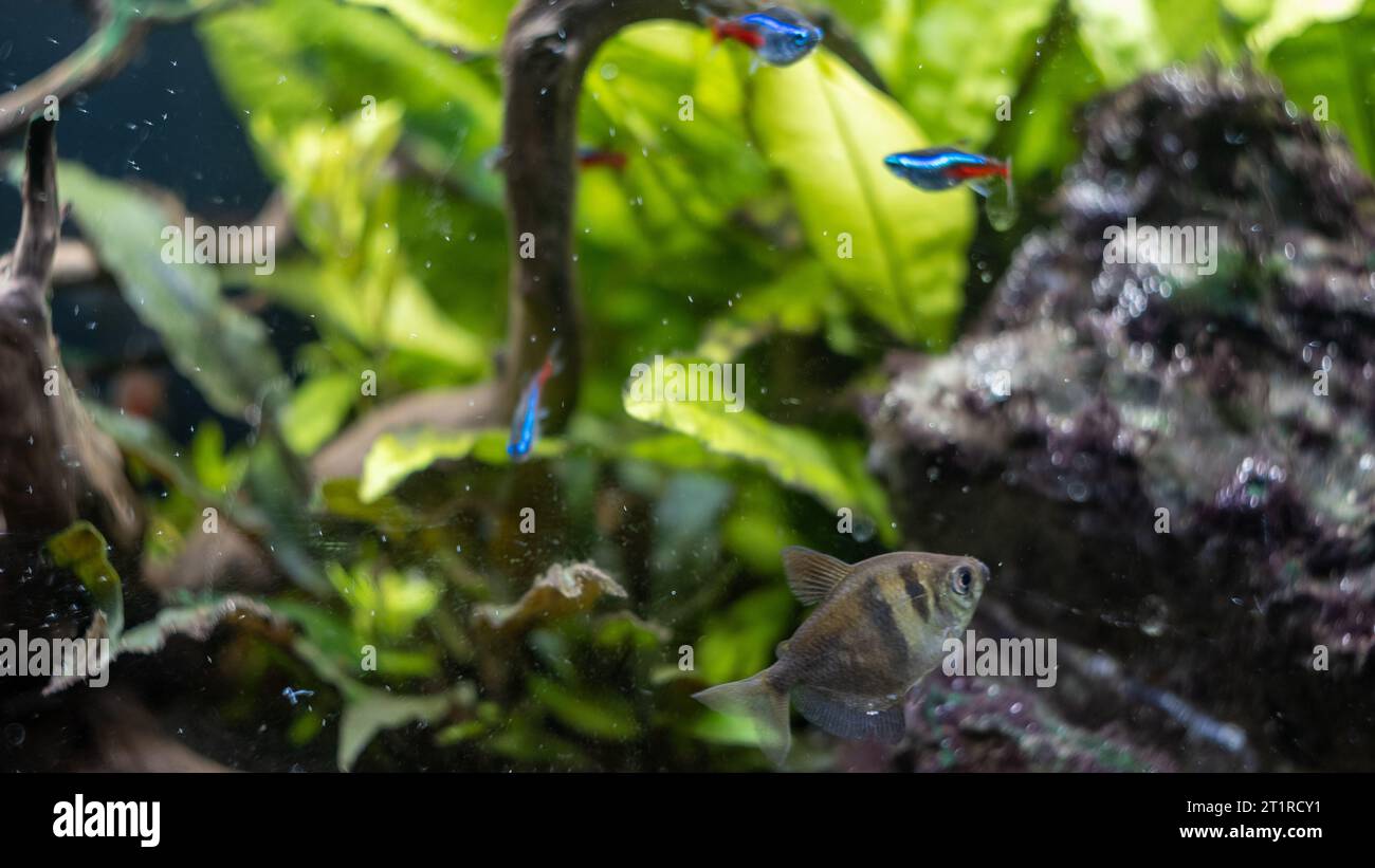 aquarium fish swimming in the aquarium Stock Photo - Alamy