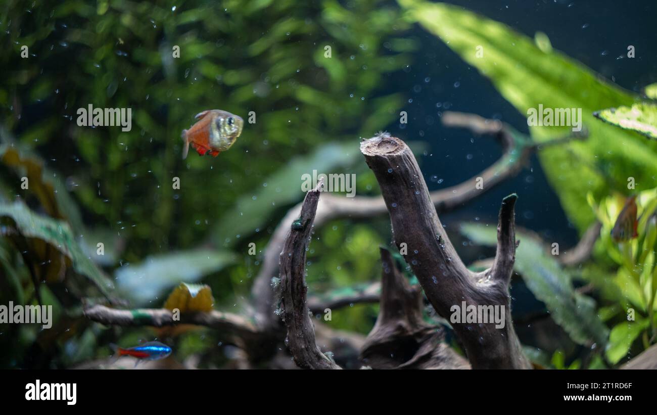 Interior of fish swimming hi-res stock photography and images - Alamy