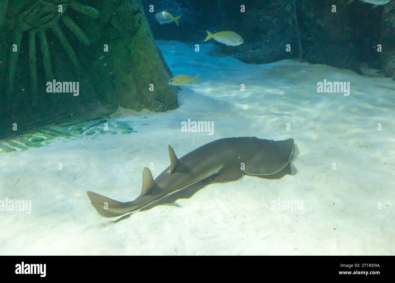 Bow-mouthed Angel Fish (Rhina ancylostoma Stock Photo - Alamy