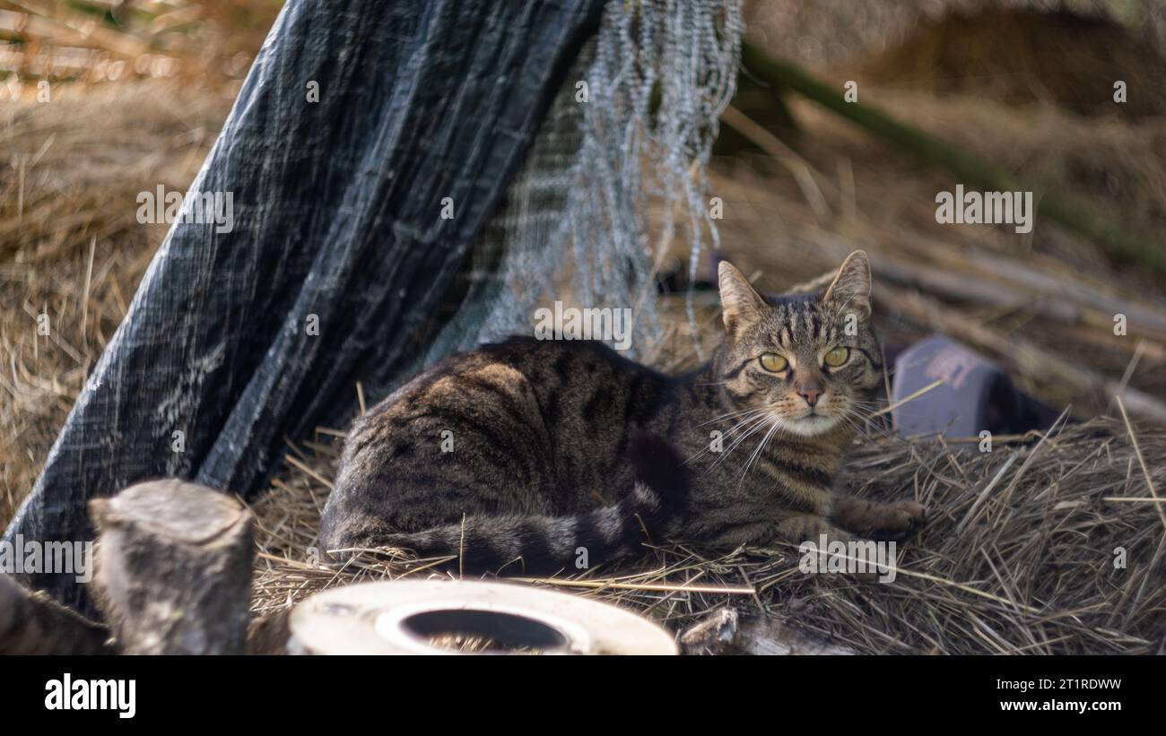 cat resting in the hayloft Stock Photo - Alamy