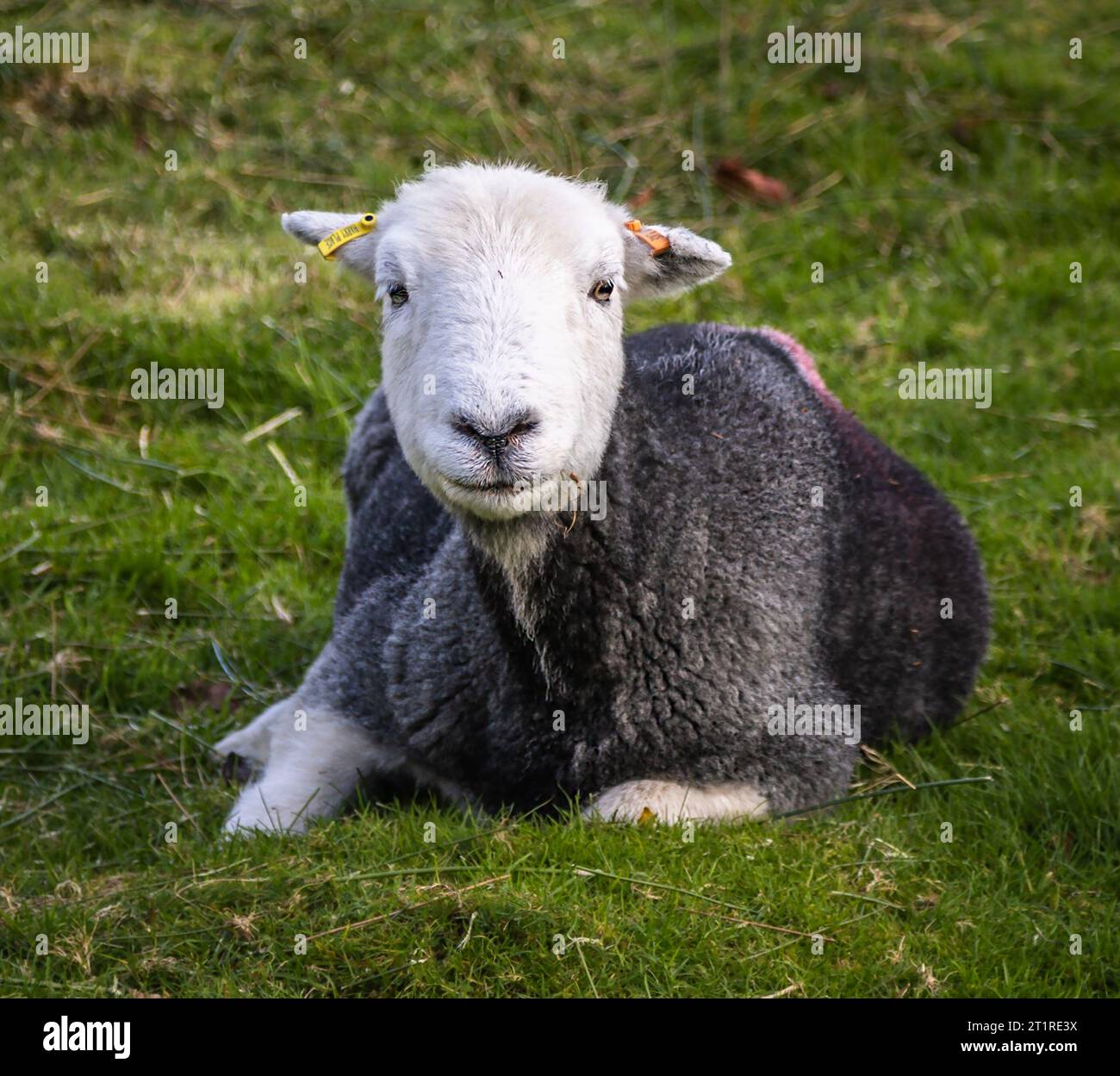 Blea Tarn, Lake District, UK Stock Photo - Alamy