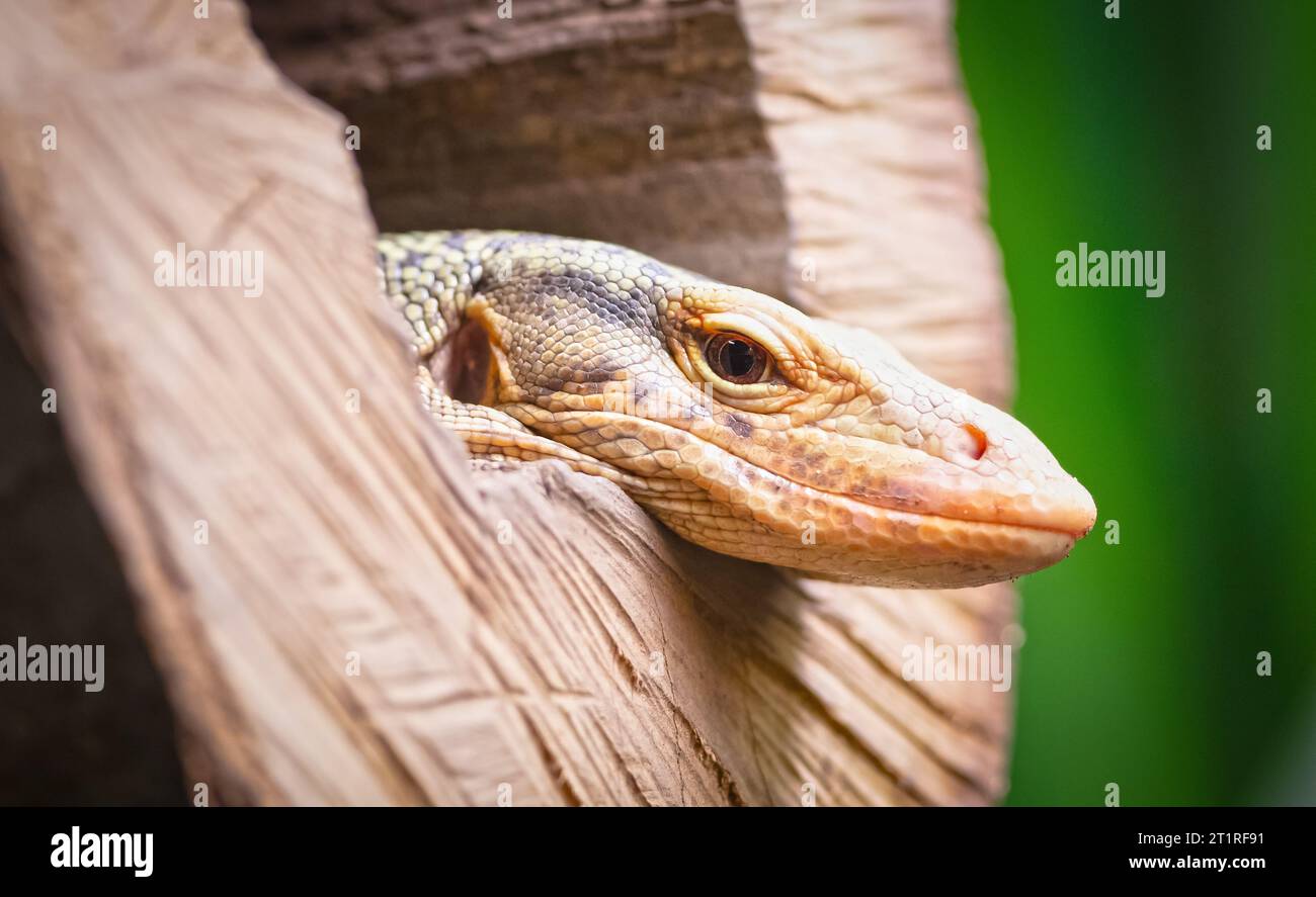 Big lizard sleeping in a hollow log, selective focus Stock Photo - Alamy