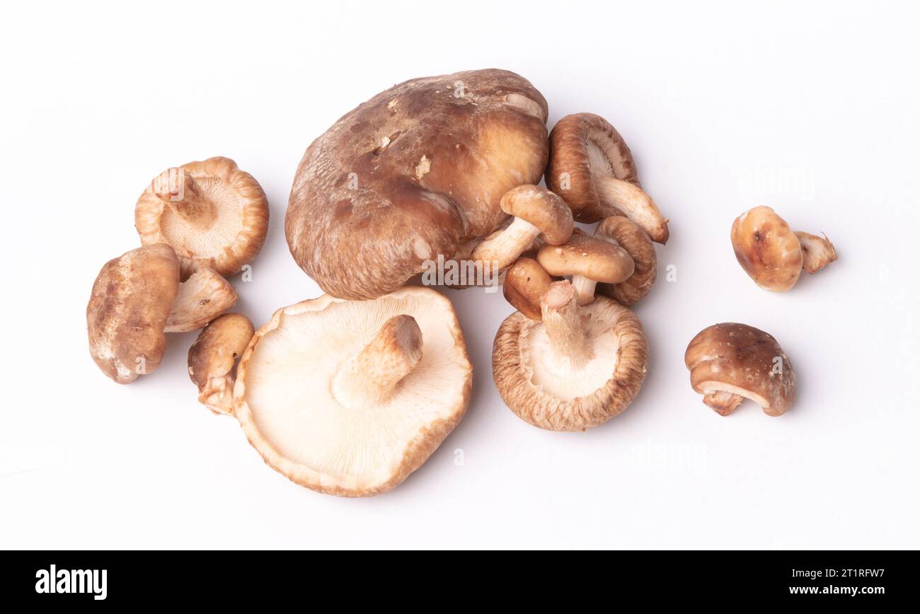 Fresh shiitake mushrooms isolated on a white background Stock Photo - Alamy