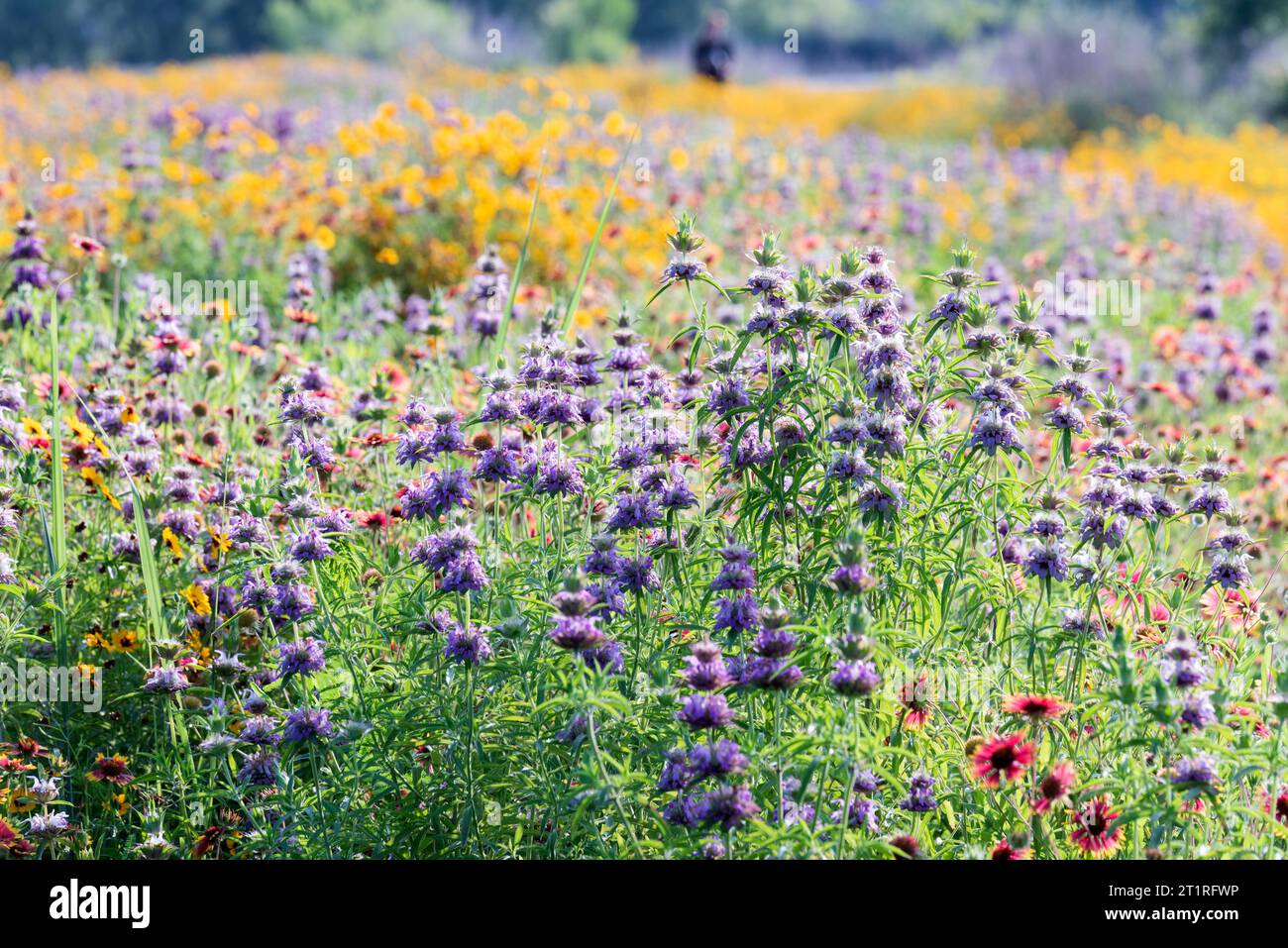 Spring wildflowers bursting with bright colorful colors in Austin ...