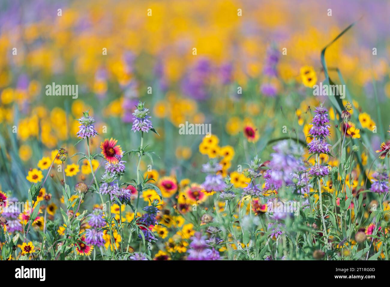 Colorful spring wildflowers covered the roadside and public areas in ...