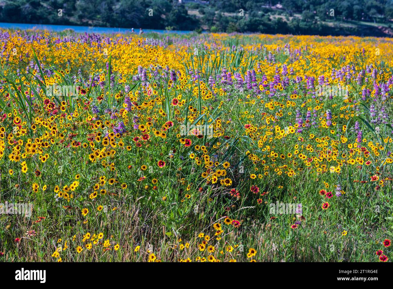 Colorful spring wildflowers covered the roadside and public areas in ...