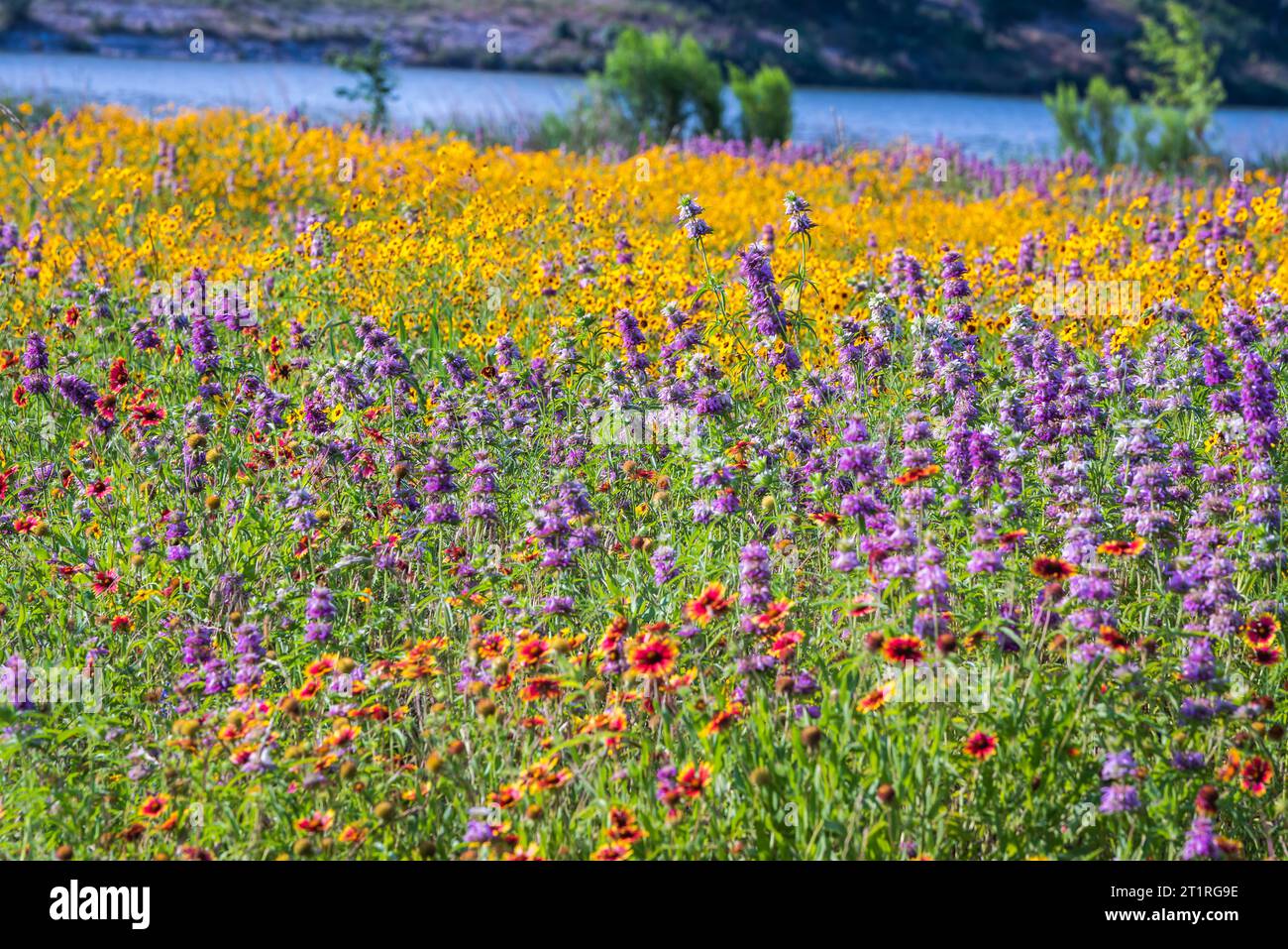 Colorful spring wildflowers covered the roadside and public areas in ...