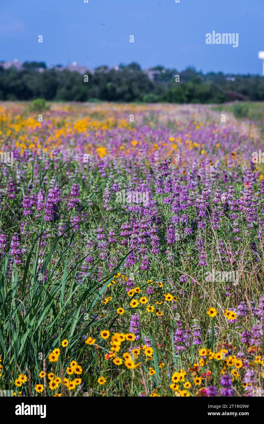 Colorful spring wildflowers covered the roadside and public areas in ...