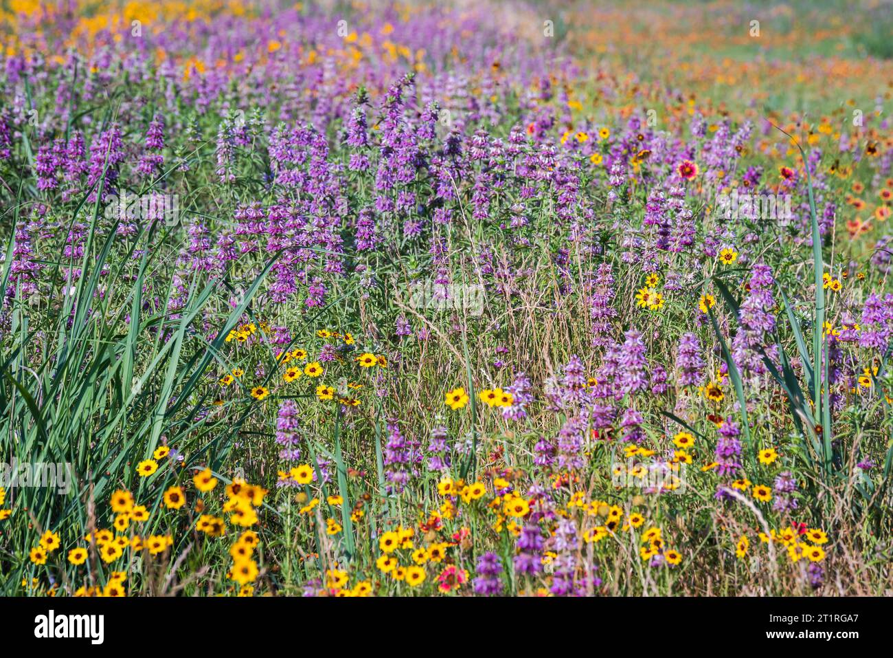 Colorful spring wildflowers covered the roadside and public areas in ...