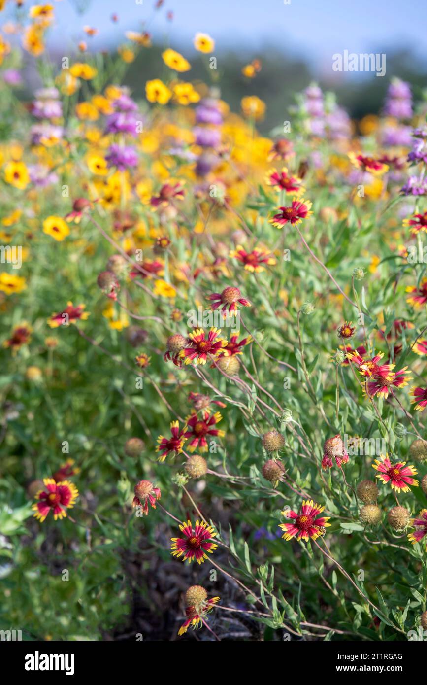 Spring wildflowers bursting with bright colorful colors in Austin ...