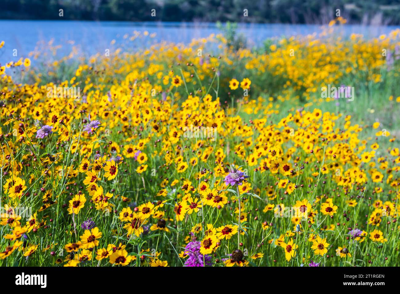 Colorful spring wildflowers covered the roadside and public areas in ...