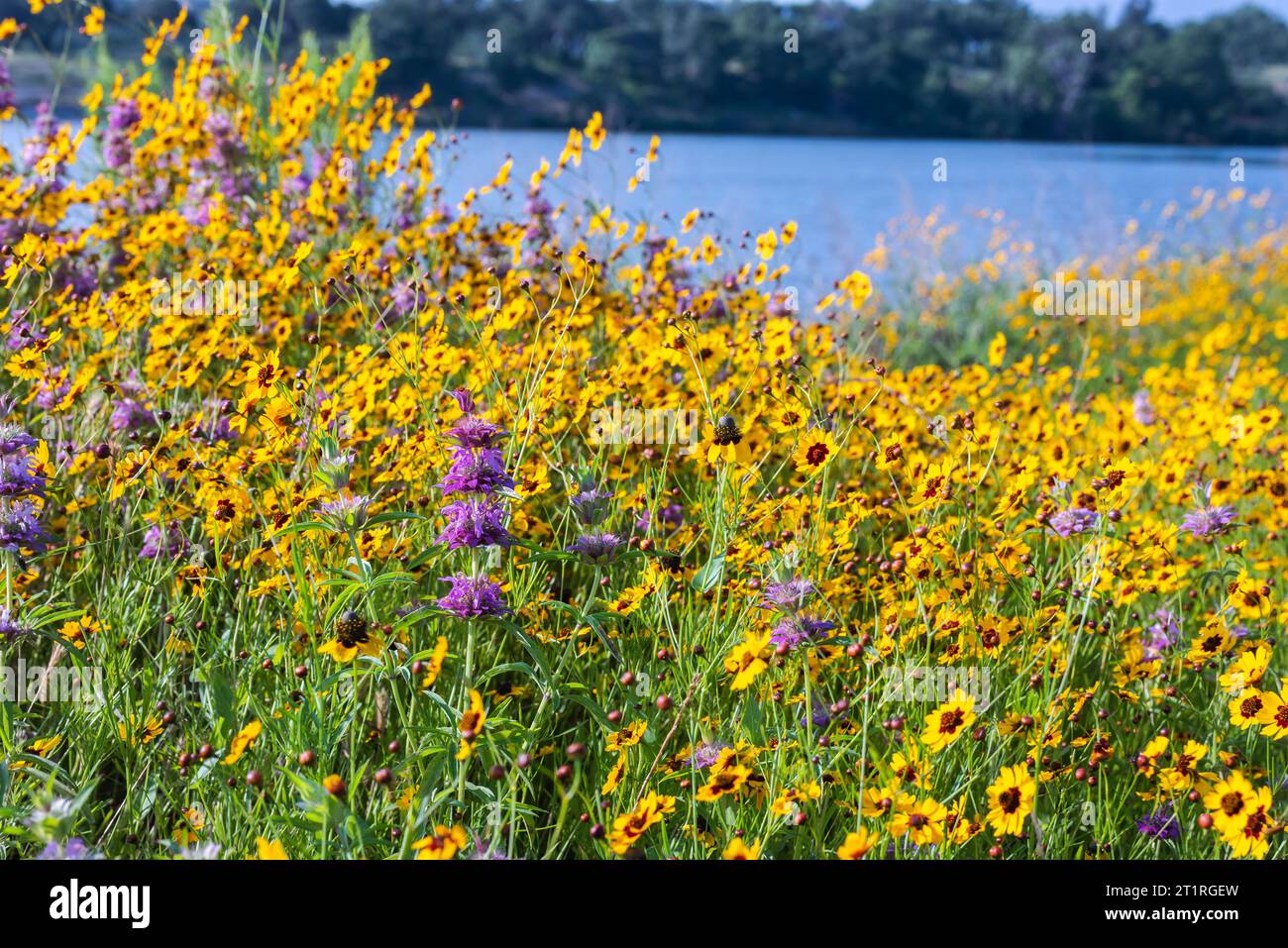 Colorful spring wildflowers covered the roadside and public areas in ...