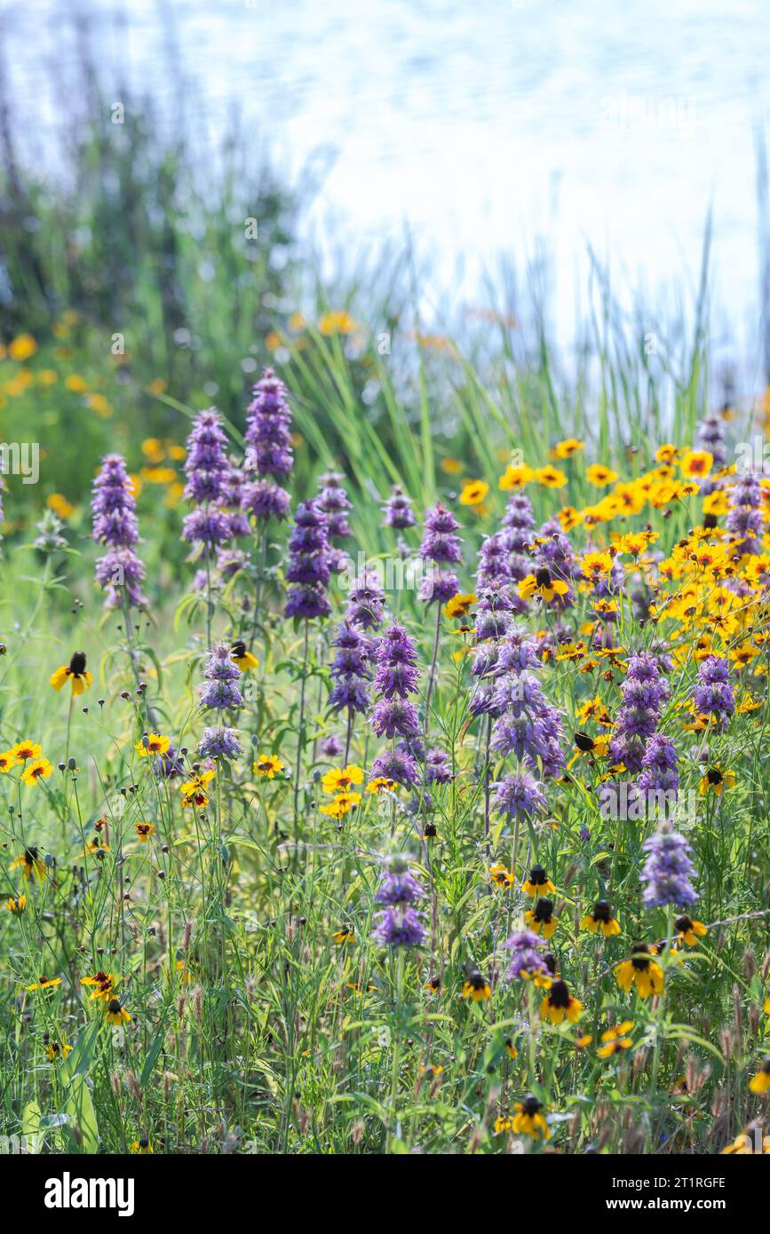 Colorful spring wildflowers covered the roadside and public areas in ...