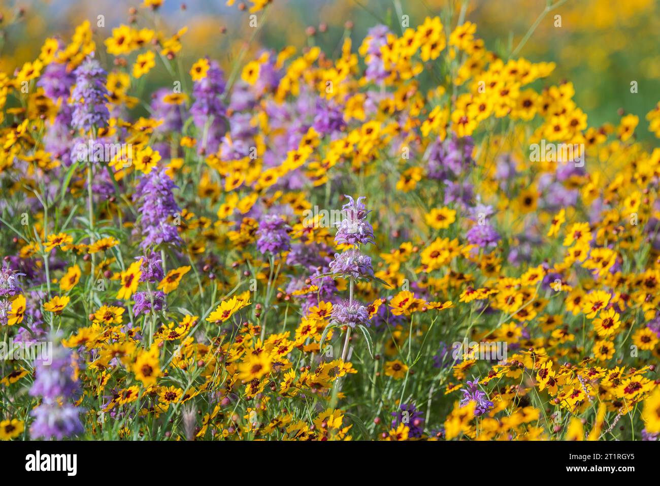 Colorful spring wildflowers covered the roadside and public areas in ...