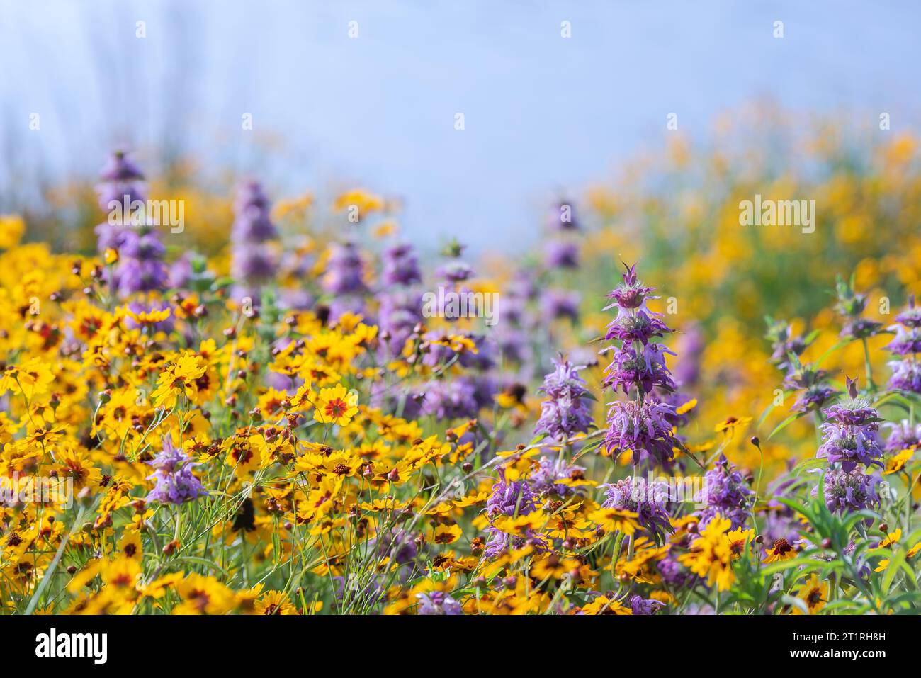 Colorful spring wildflowers covered the roadside and public areas in ...