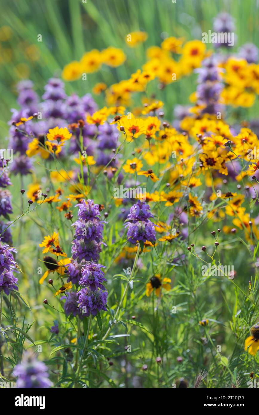Colorful spring wildflowers covered the roadside and public areas in ...