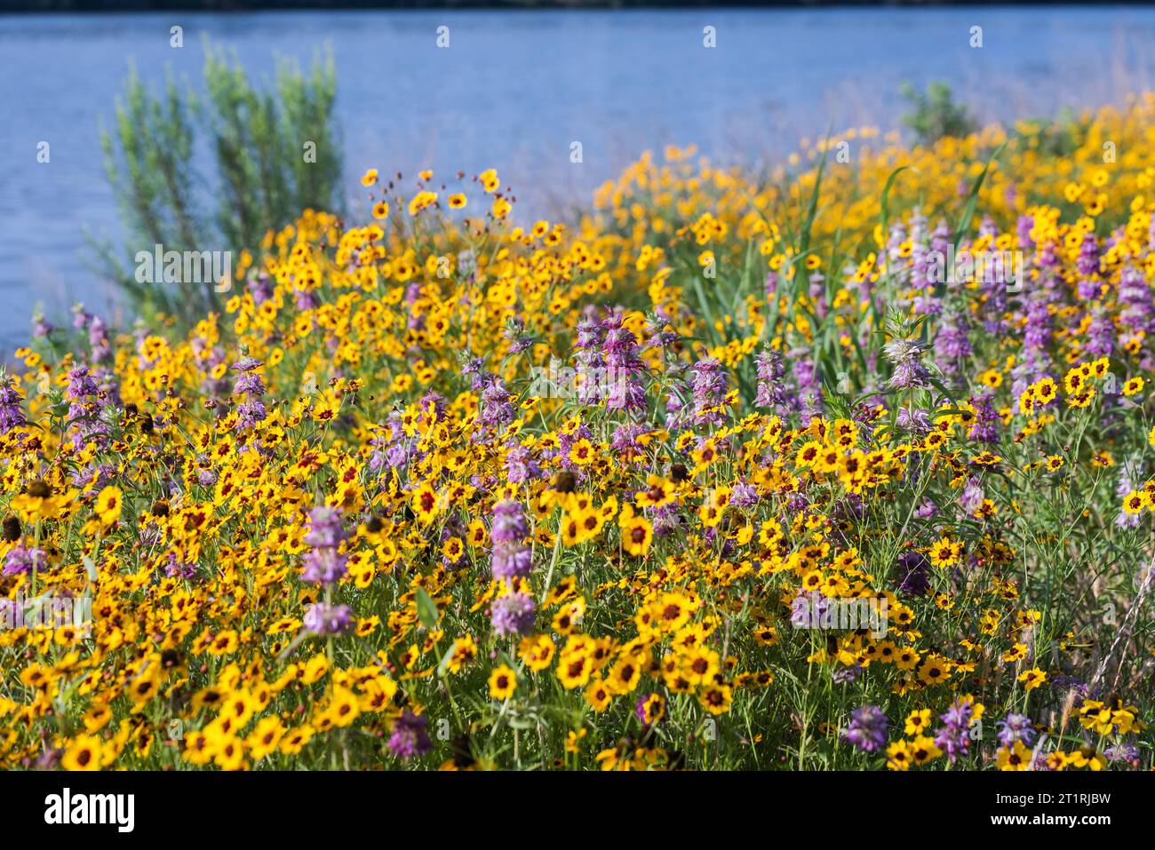 Colorful spring wildflowers covered the roadside and public areas in ...