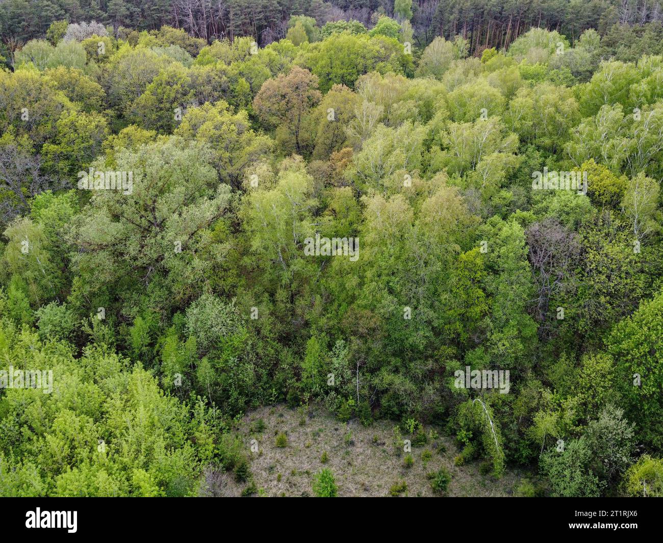 European forest, aerial view. Forest landscape in spring Stock Photo ...