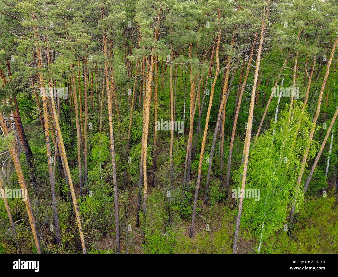 Tall trees in coniferous forest hi-res stock photography and images - Alamy