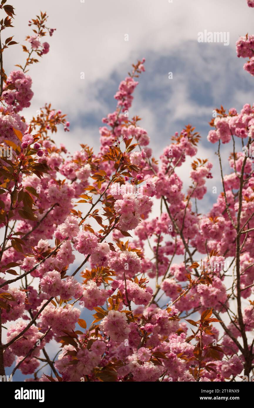 Makro baum hi-res stock photography and images - Alamy