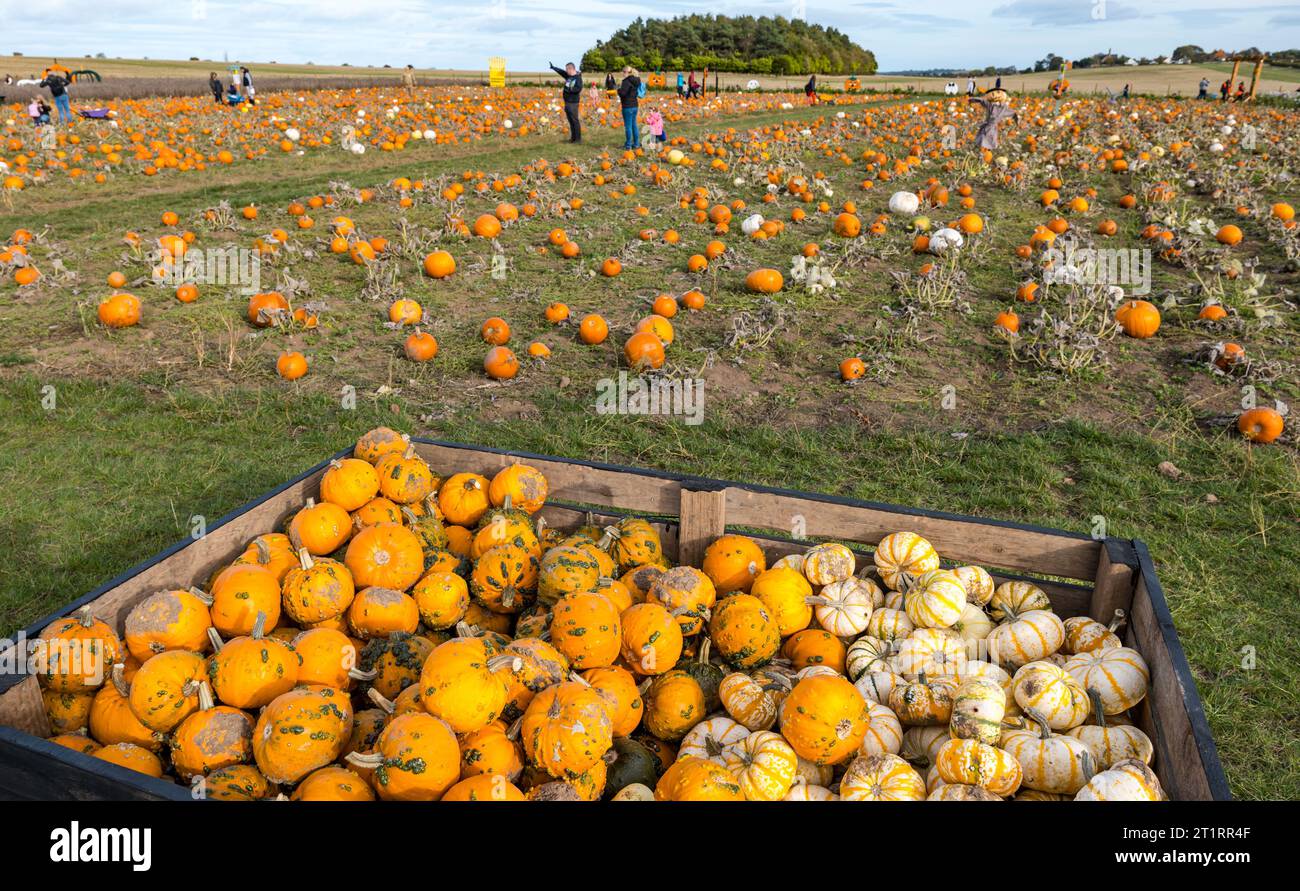 Kilduff Farm, East Lothian, Scotland, UK, 15th October 2023. Pumpkin ...