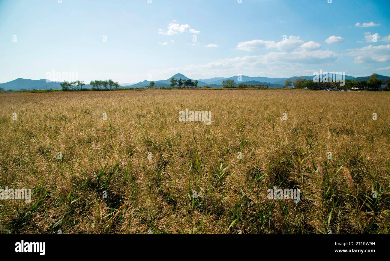 The Suncheon Bay Wetland, Oct 11, 2023 : The Suncheon Bay Wetland in ...