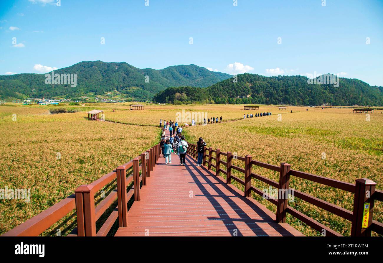 The Suncheon Bay Wetland, Oct 11, 2023 : The Suncheon Bay Wetland in ...