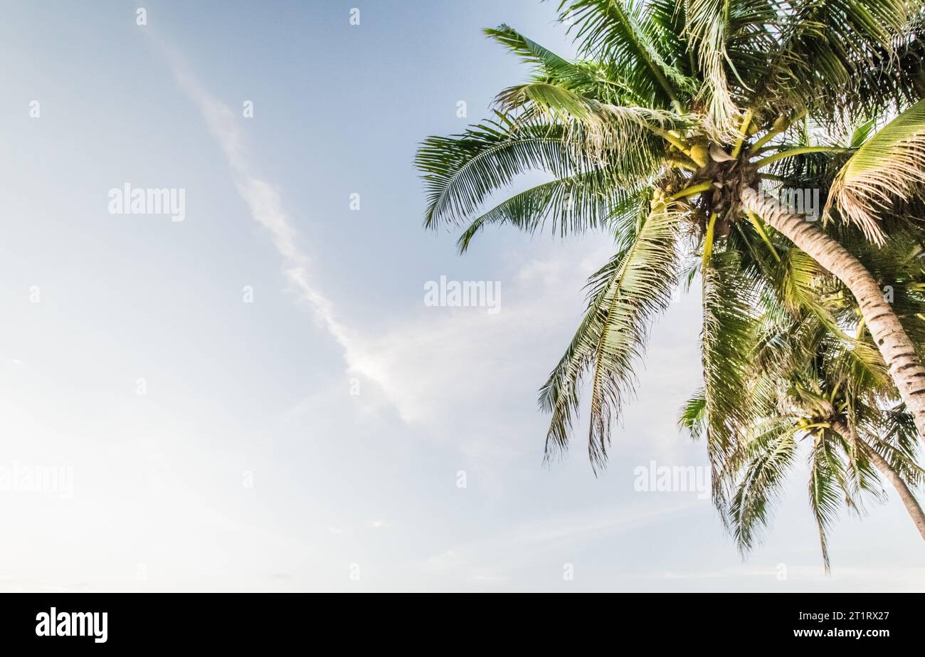 Tropical sunrise under palms. Summer morning panorama Stock Photo - Alamy