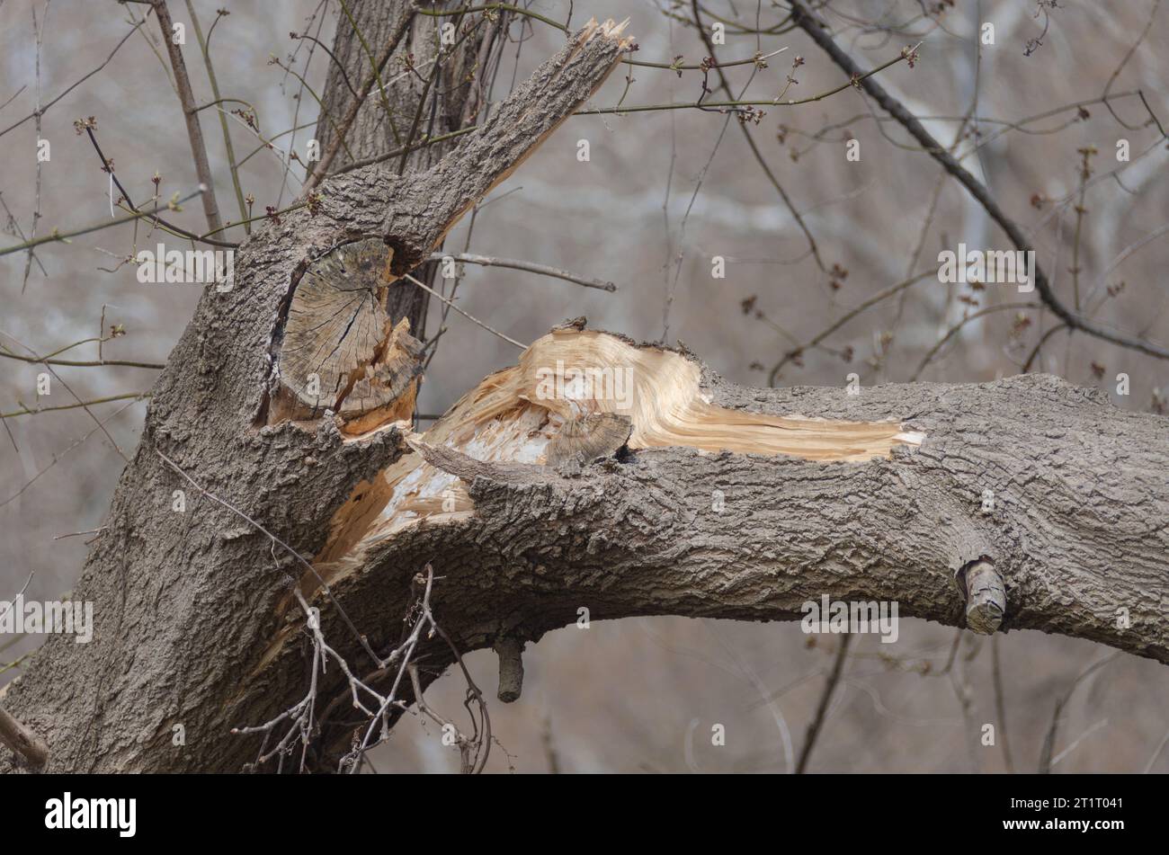 Rotten winter destruction hi-res stock photography and images - Alamy