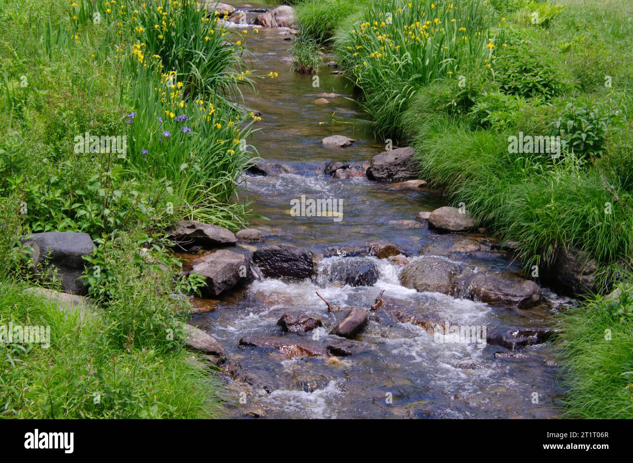 Rocky stream in small forest hi-res stock photography and images - Alamy