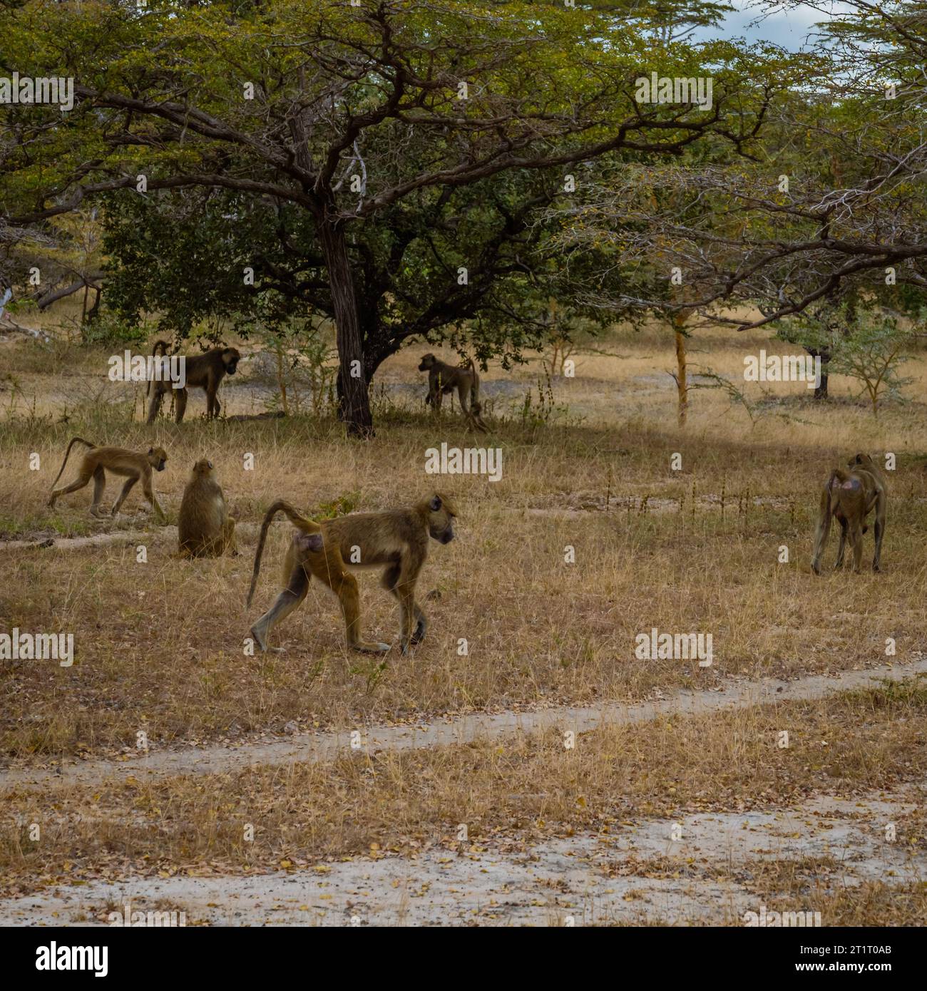 Baboon monkey family in the wild Stock Photo - Alamy
