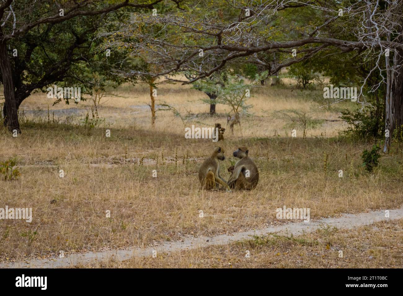 Baboon monkey family in the wild Stock Photo - Alamy
