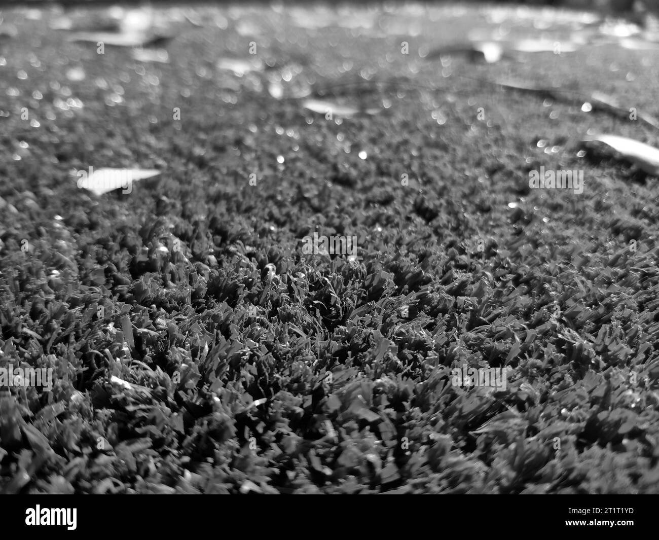 Black and white grass background close view, grayscale grass photo ...