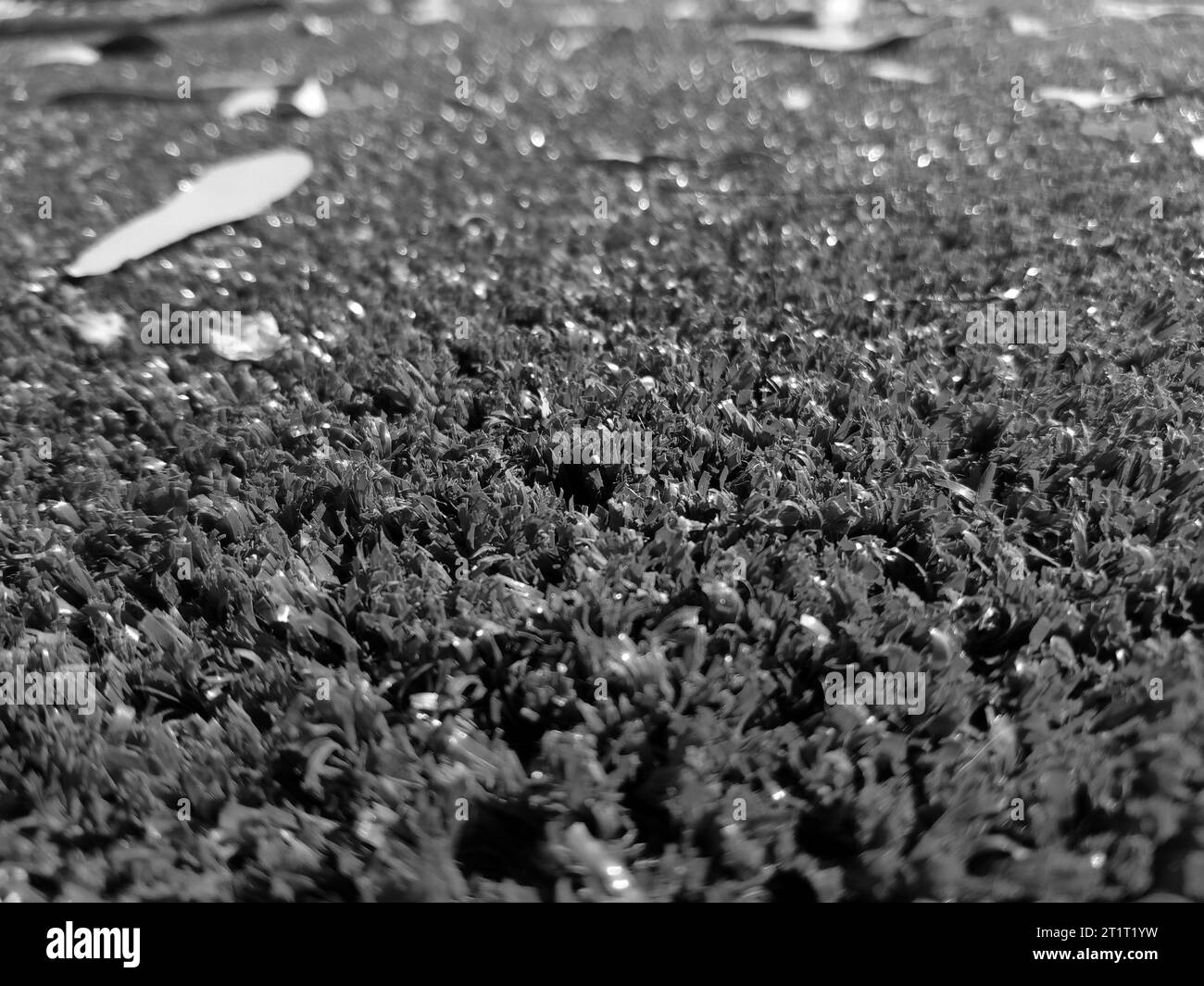 Black and white grass background close view, grayscale grass photo ...