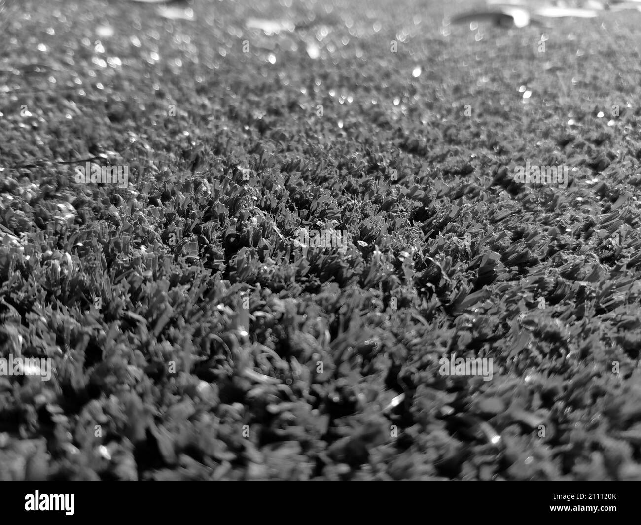 Black and white grass background close view, grayscale grass photo ...