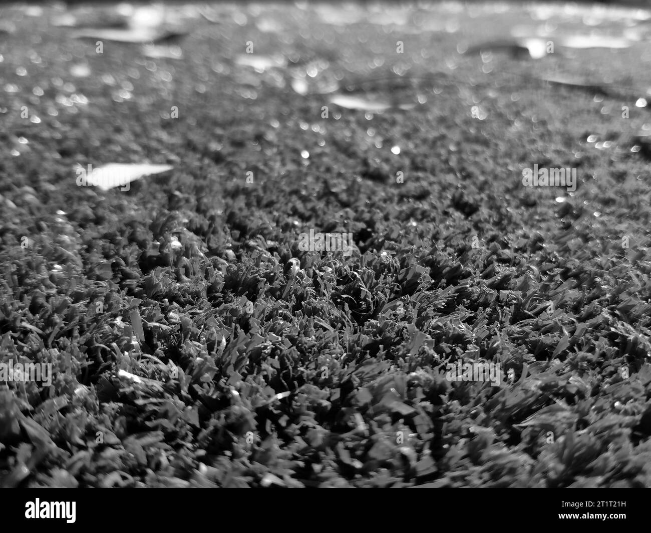 Black and white grass background close view, grayscale grass photo ...