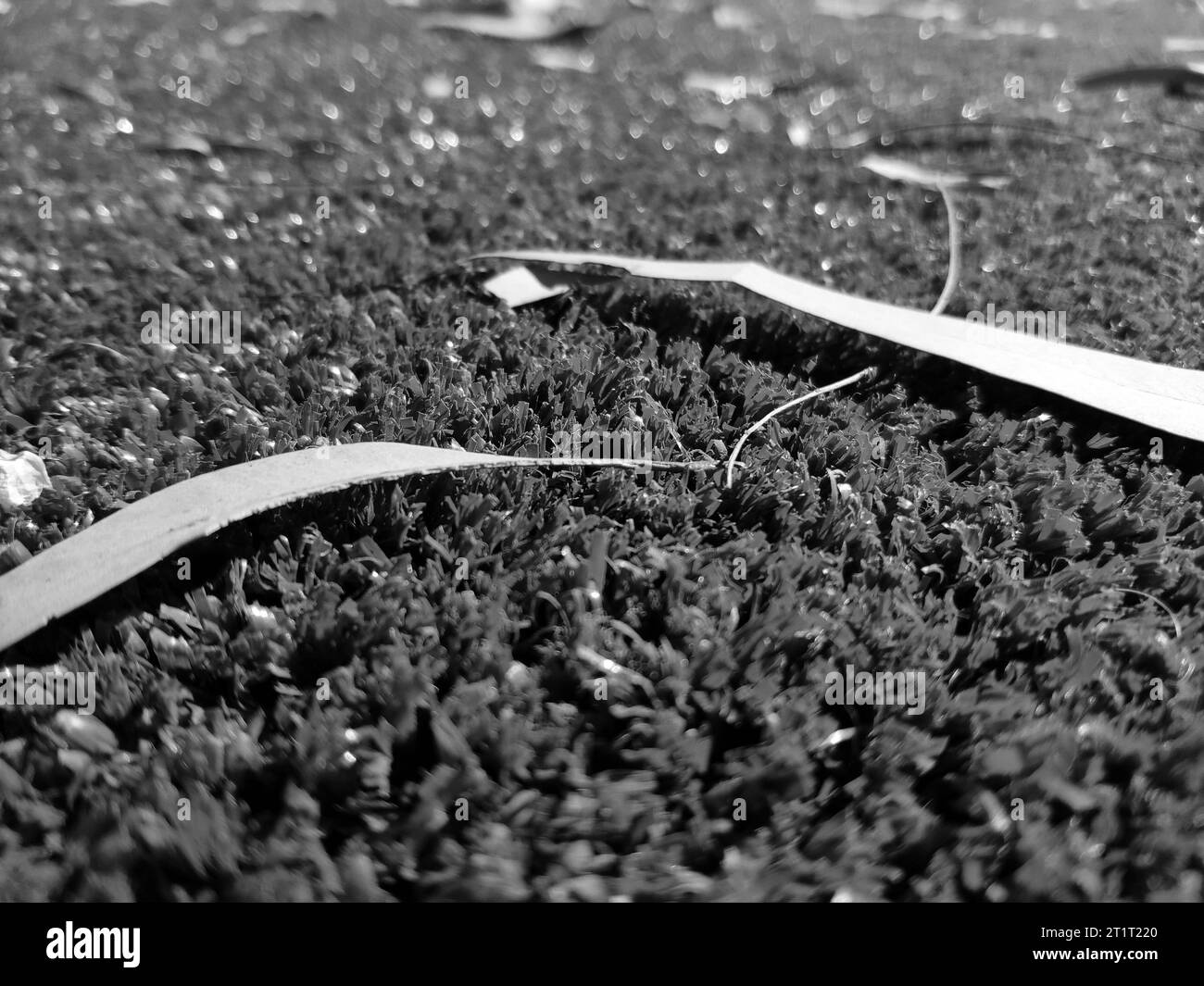 Black and white grass background close view, grayscale grass photo ...