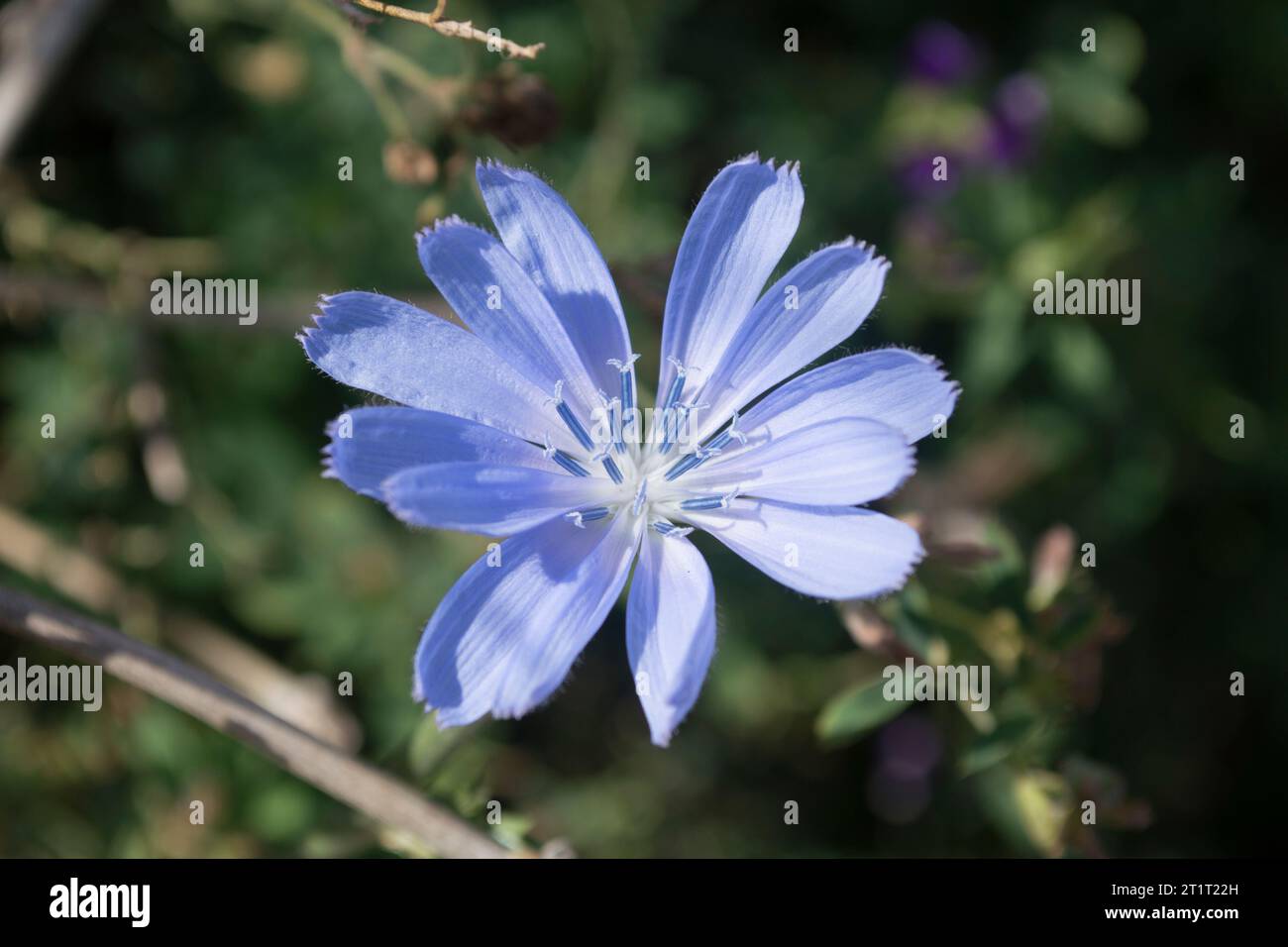 Flor de la achicoria hi-res stock photography and images - Alamy