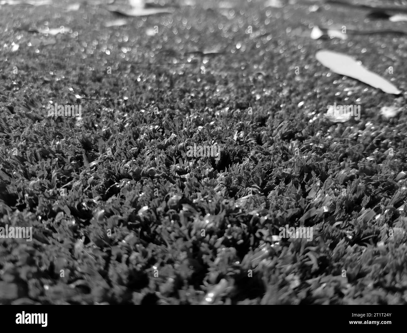 Black and white grass background close view, grayscale grass photo ...
