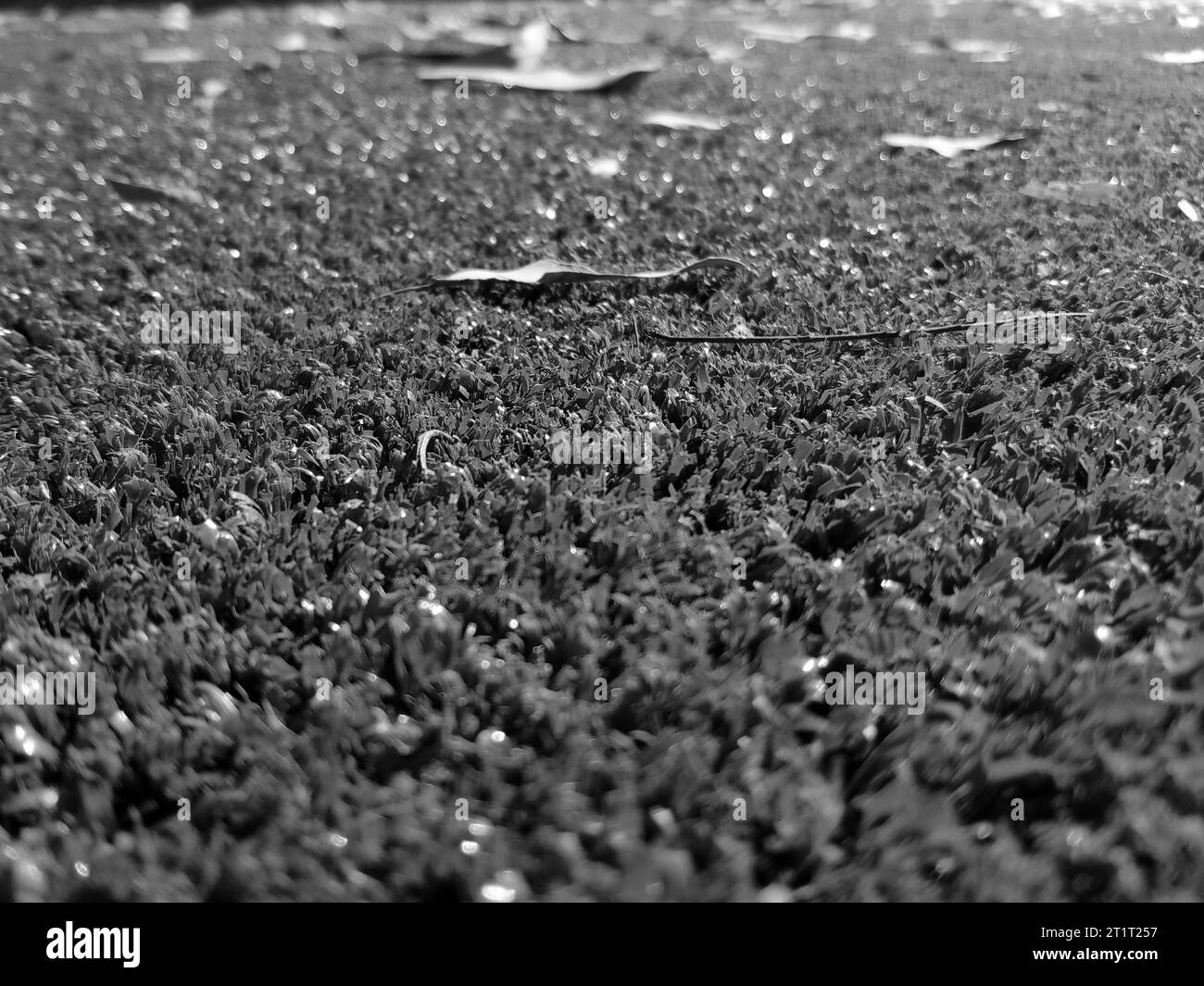 Black and white grass background close view, grayscale grass photo ...