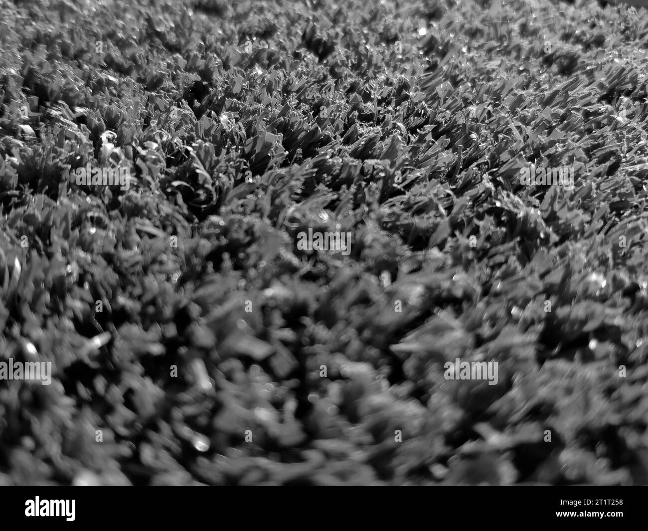 Black and white grass background close view, grayscale grass photo ...