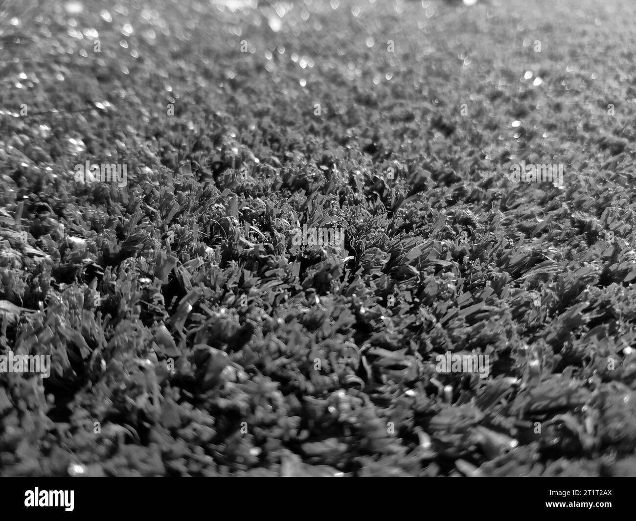 Black and white grass background close view, grayscale grass photo ...