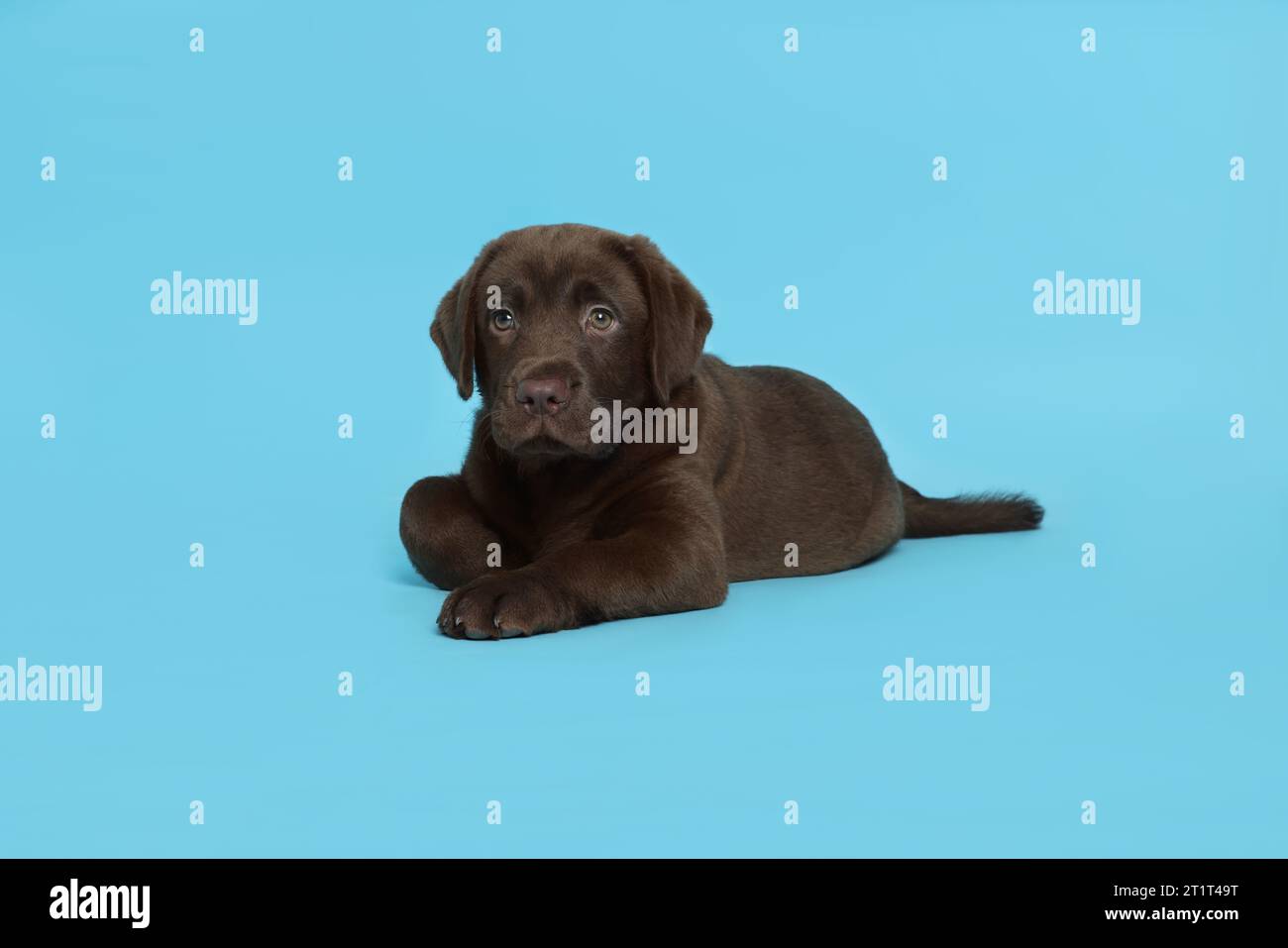 Cute chocolate Labrador Retriever puppy on light blue background Stock ...