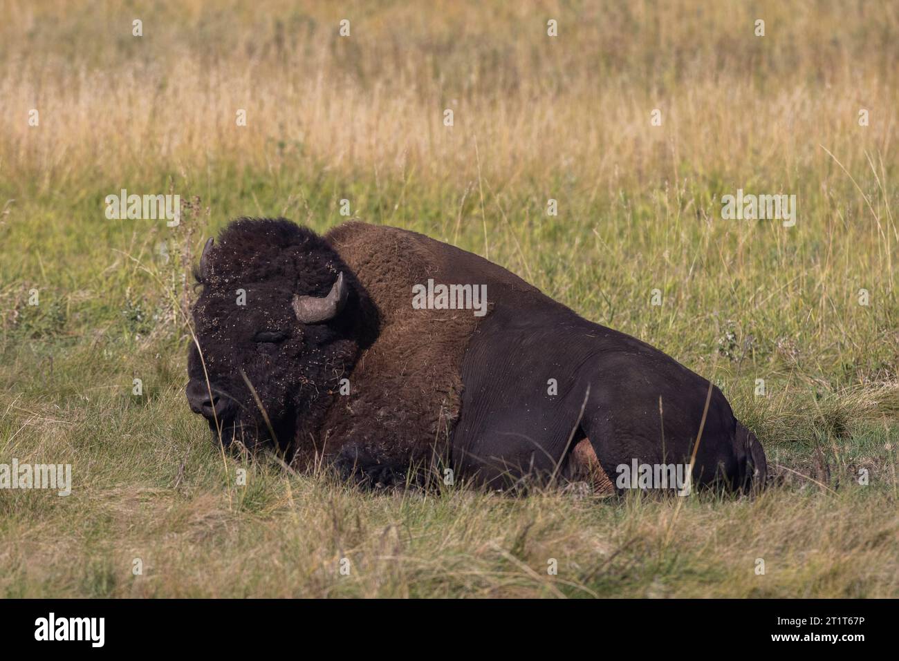 North American Bison, Buffalo in Custer State Park, South Dakota Stock ...
