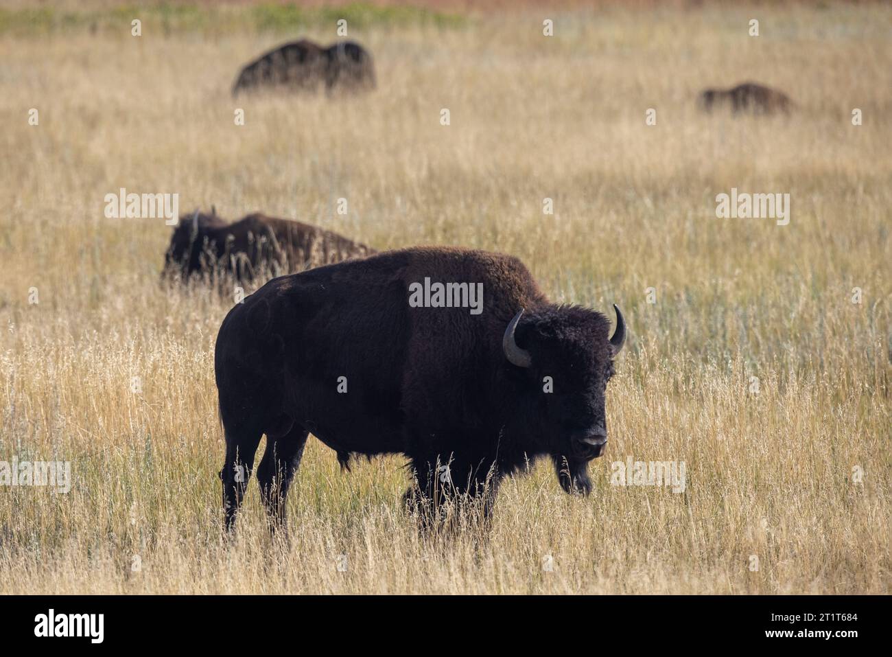 North American Bison, Buffalo in Custer State Park, South Dakota Stock ...