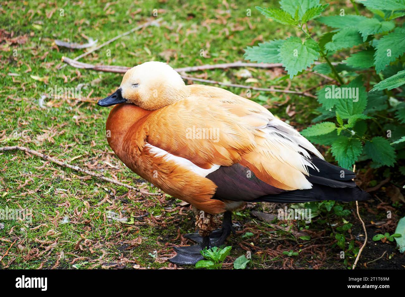 Sleepy duck hi-res stock photography and images - Alamy