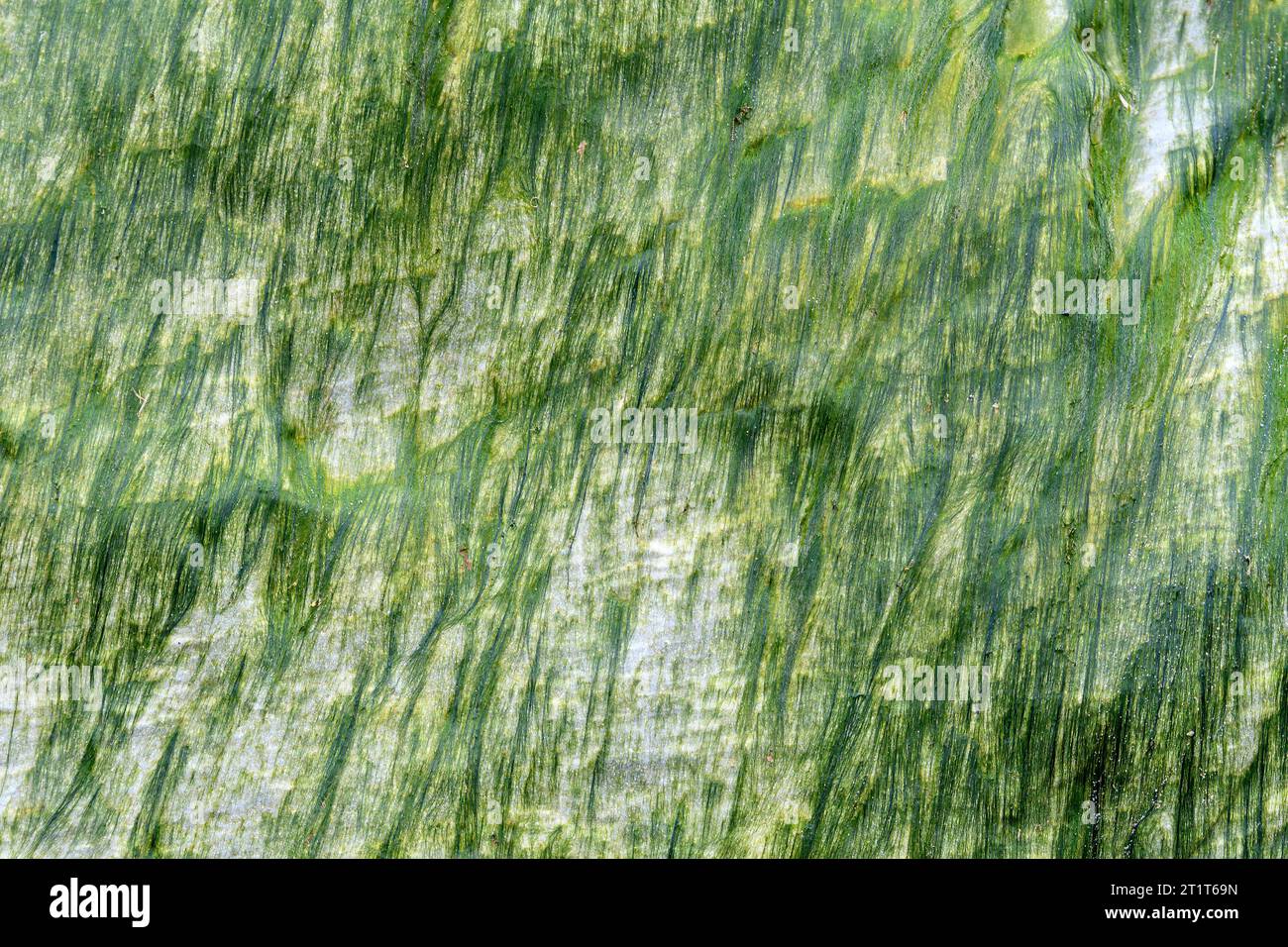 A closeup of sea moss on a large light color rock. Little of the rock ...