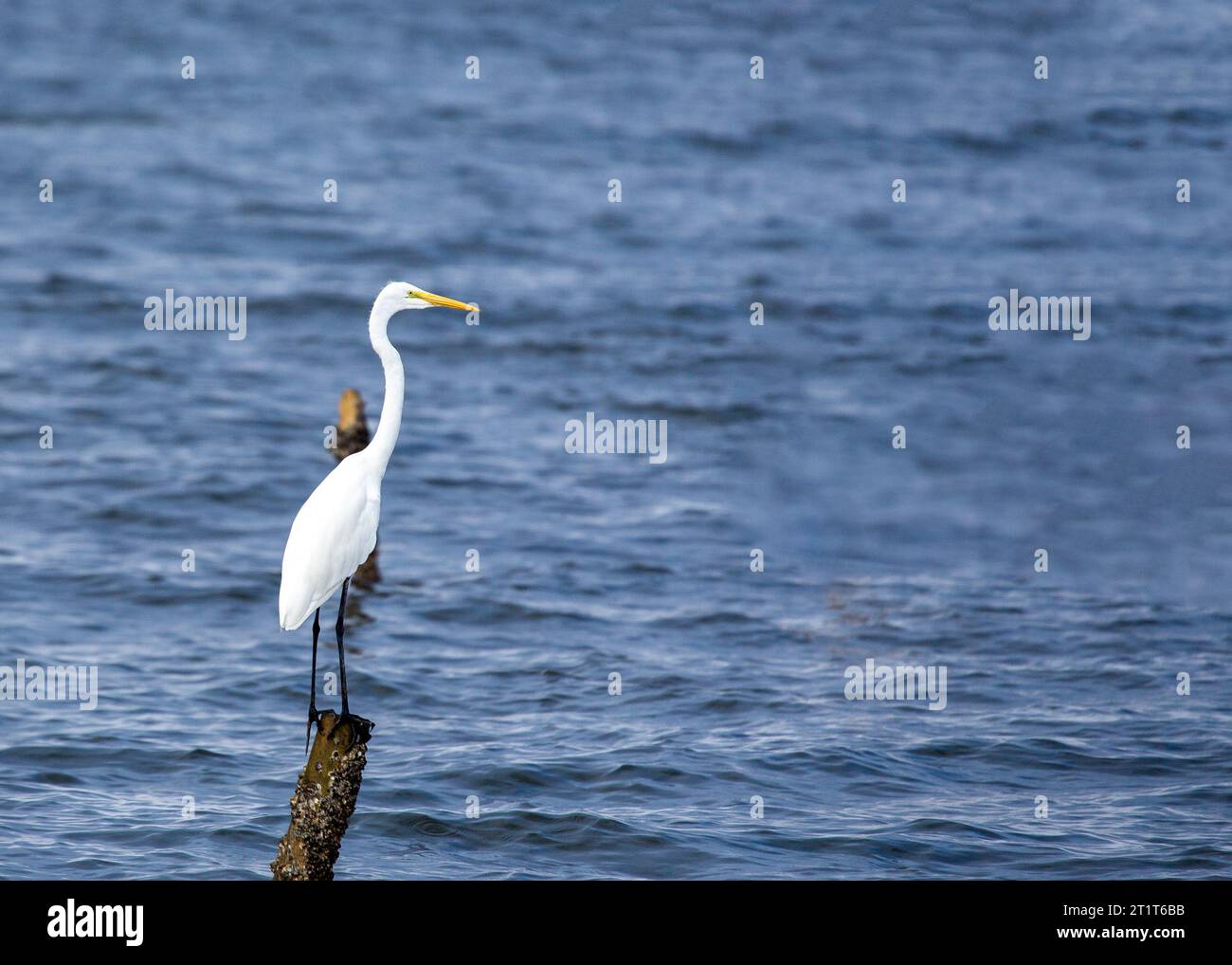 The great egret is a large, white wading bird found in all continents ...
